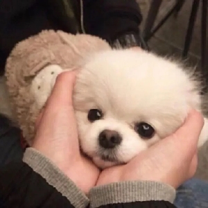 爱吃辣的小溜 