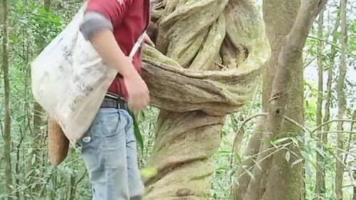 千年鸡血藤,能有今天这个样子确实不容易,幸好到现在还没有人砍它