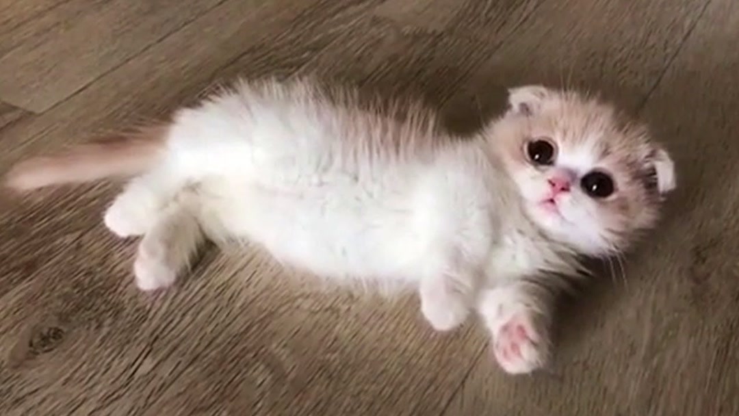 见过这么可爱的小猫咪吗?超会撒娇的。