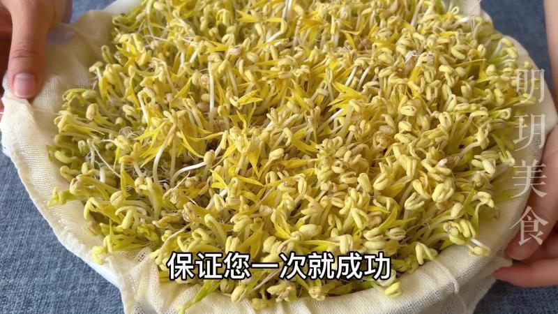 怎样把绿豆变成豆芽?3分钟教会你,只需要绿豆和水,一次就成功