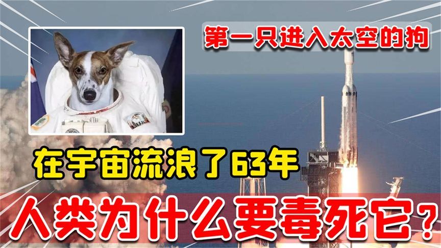 流浪狗“莱卡”成为第一个进入太空的生命体人类又为何要毒杀它
