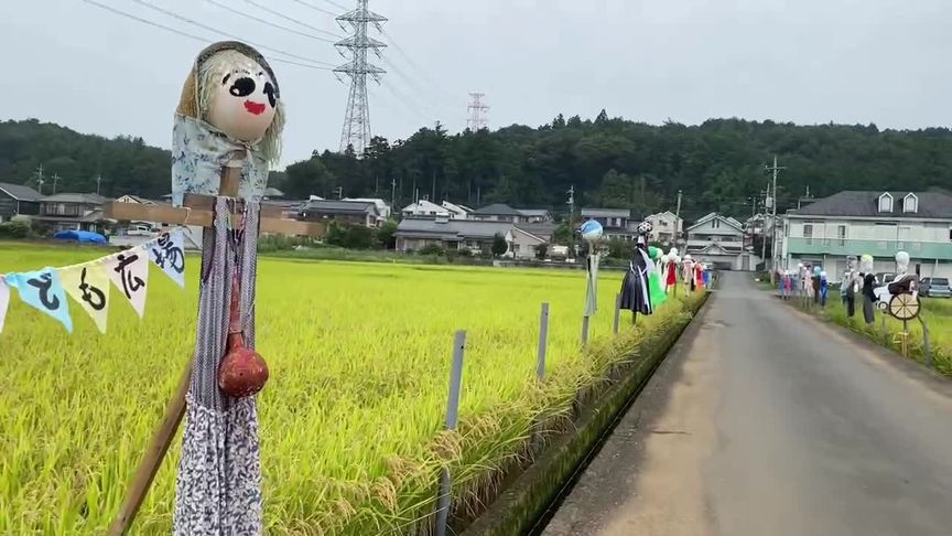 稻草人#治愈系风景 #稻田风光 #最好的时光在路上 #乡野田间