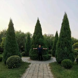 望都老李塔桧苗木专业合作社 