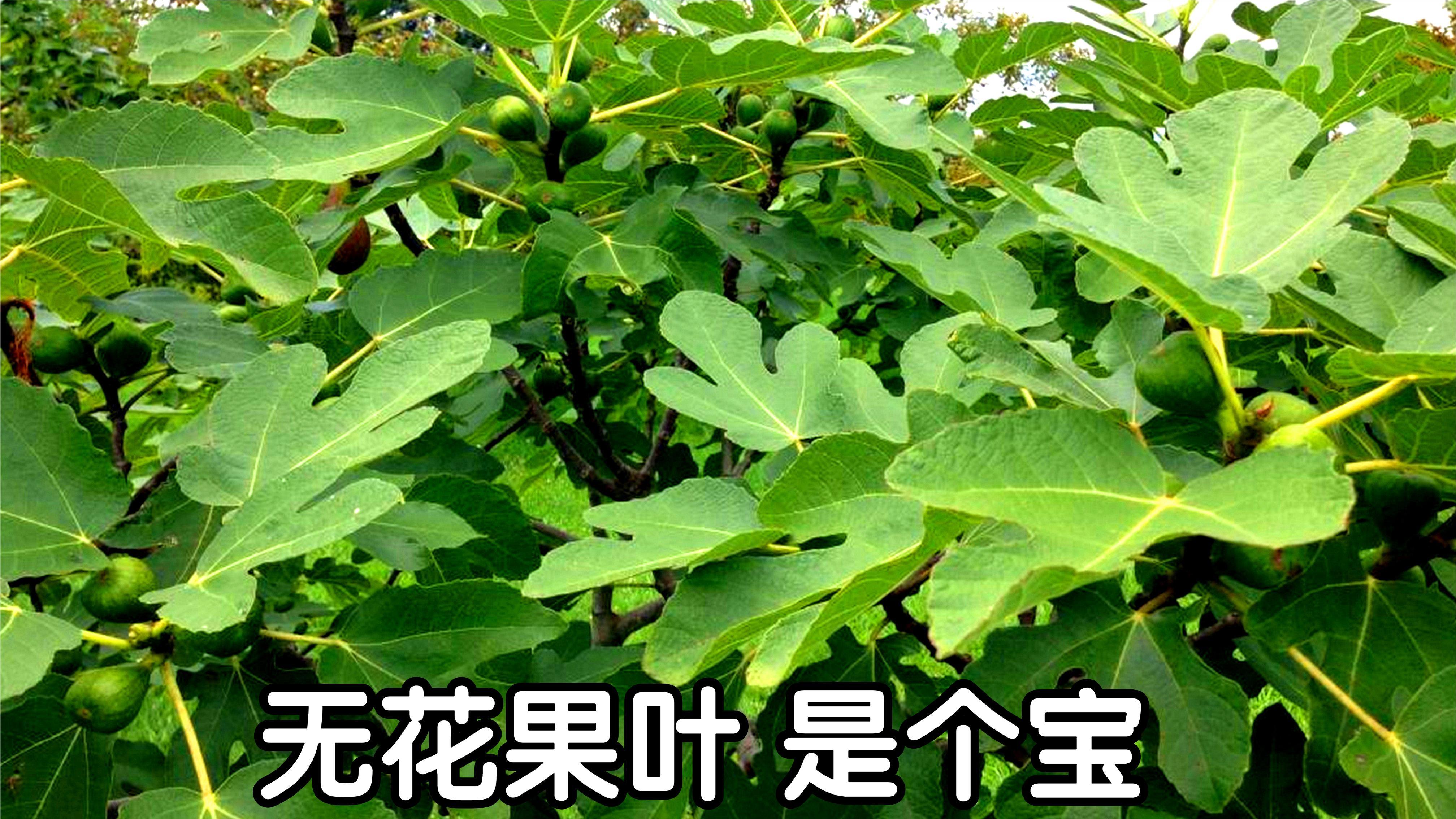 不起眼的"无花果叶"是个宝,到底有啥妙用?看完涨知识了