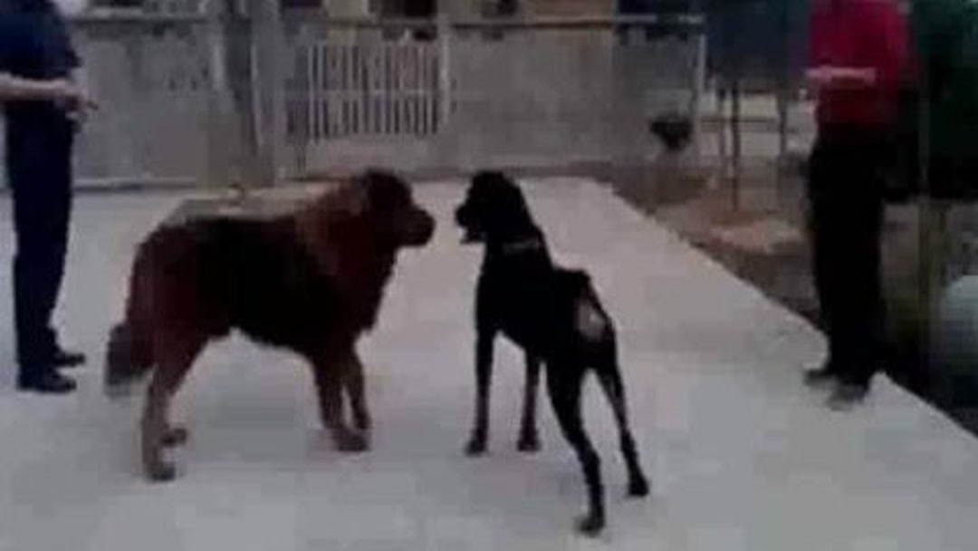 藏獒打架真实视频 藏獒pk比特犬 高加索犬vs纯种藏獒