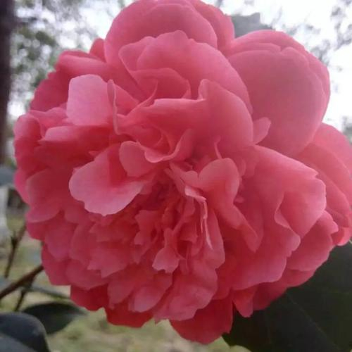 背前面后的順中中巽 