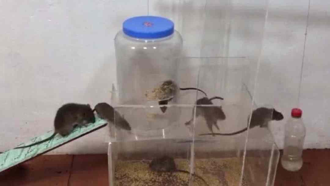 聪明人的捕鼠方法,手工自制捕鼠器,一次抓了很多老鼠