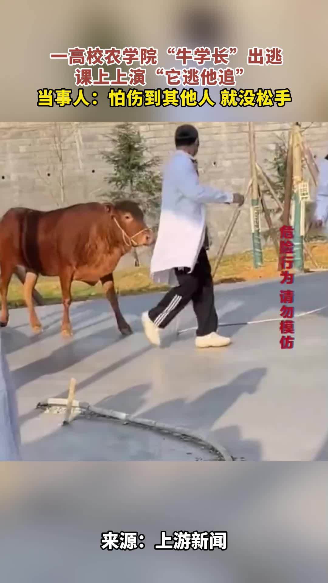 一高校农学院"牛学长"出逃,课上上演"它逃他追"