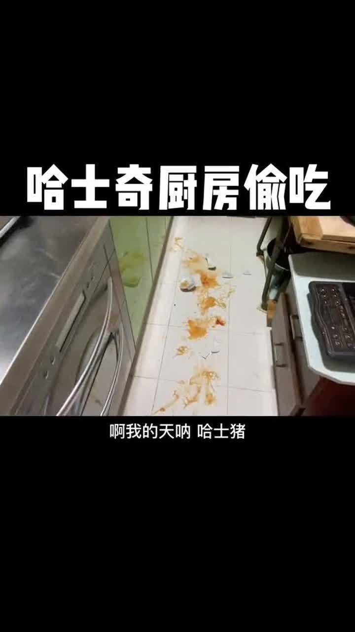 这狗干啥啥不行,吃饭第一名