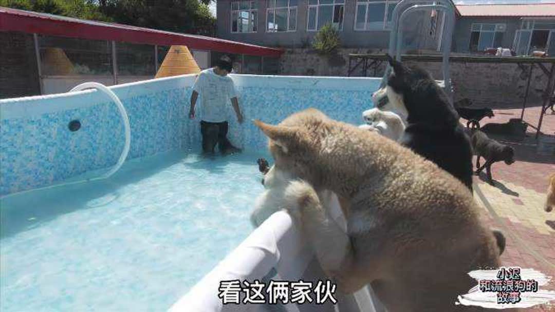 好心大姐给180条流浪狗买了个泳池,狗狗第一次游泳,样子萌翻了