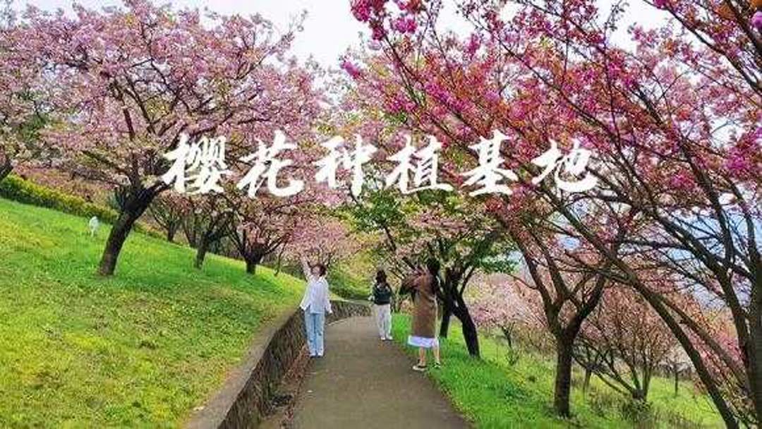 旅拍宁波山区 樱花种植基地 远近感受樱花的壮观和秀美