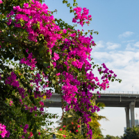 戏花伶 