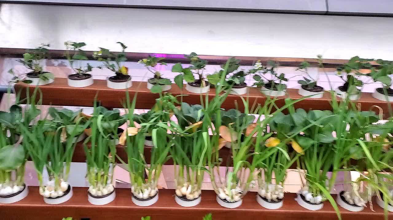 一台小设备,全程无管理,阳台鱼菜共生种植效果