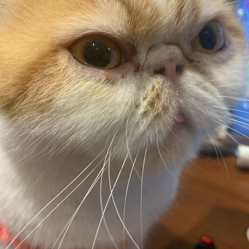 Spike斯派克的游戏vlog 