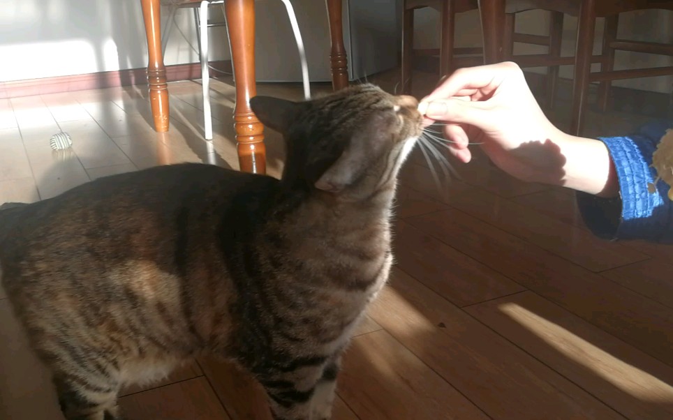 【叮叮当当咚咚】叮叮最爱吃玉米