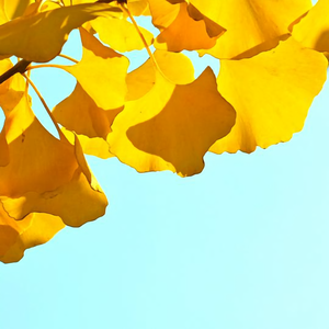 阻燃面料阻燃服阻燃布阻燃罗纹威士服装 