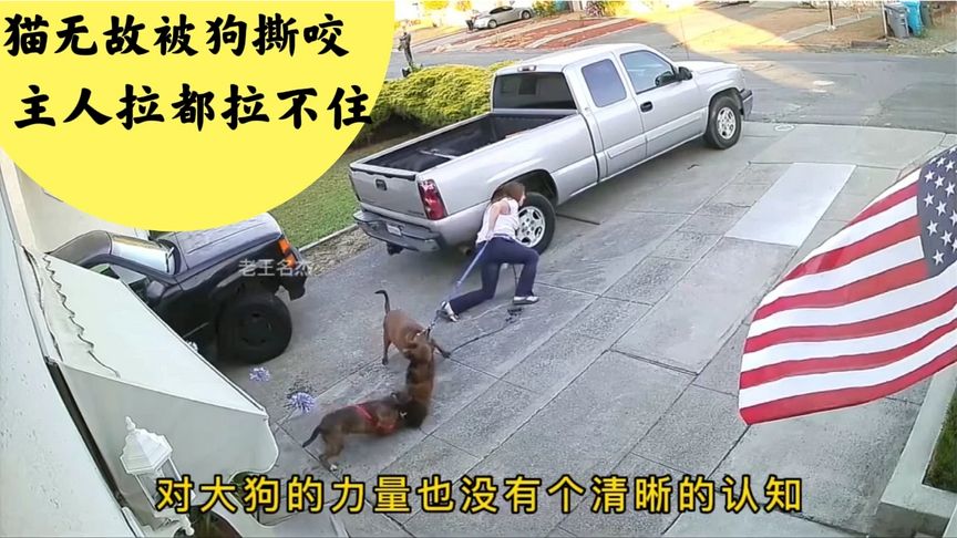 猫无故被路过的狗撕咬,狗的主人拉都拉不住