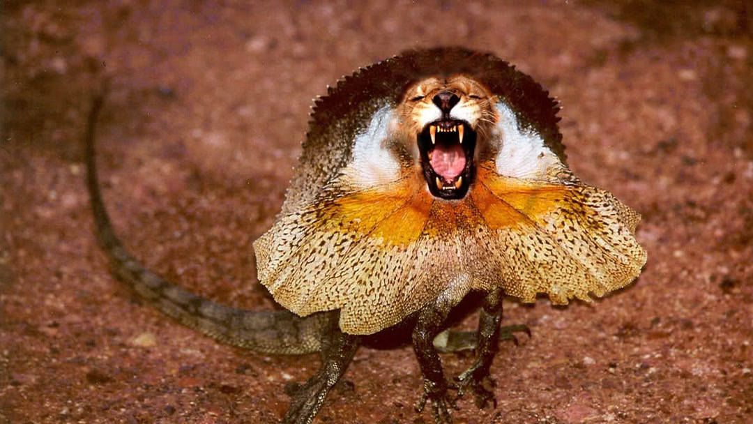 它居然是表情包之父?那些奇丑无比的动物!不可思议