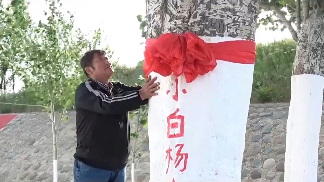 37年过去了,还记得那棵长在哨所旁的小白杨吗?
