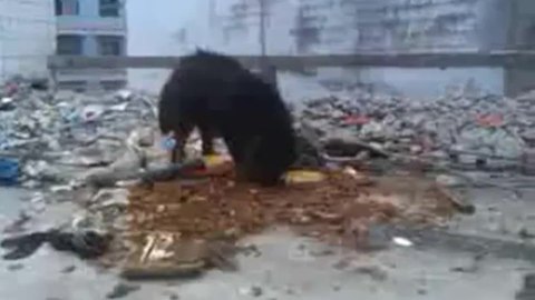 【藏獒】藏獒咬人真实现场 藏獒咬人视频 藏獒咬人事件
