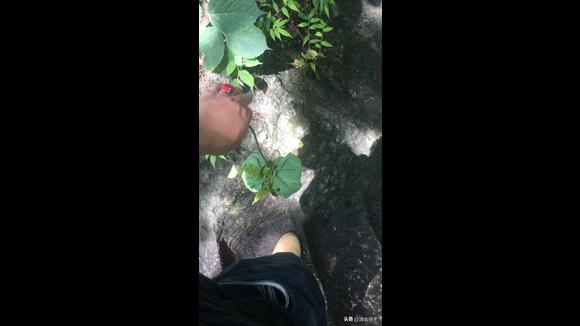 接上条照片:采点野生中草药·车前草(功效利尿通淋清热解毒)
