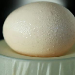 520粉红豹 