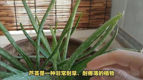 芦荟盆栽怎么养殖