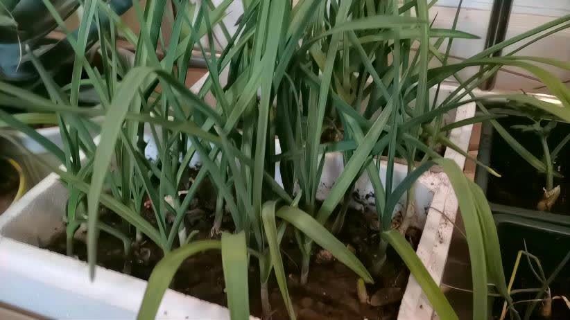 两个星期前种植的蒜苗可以采收了