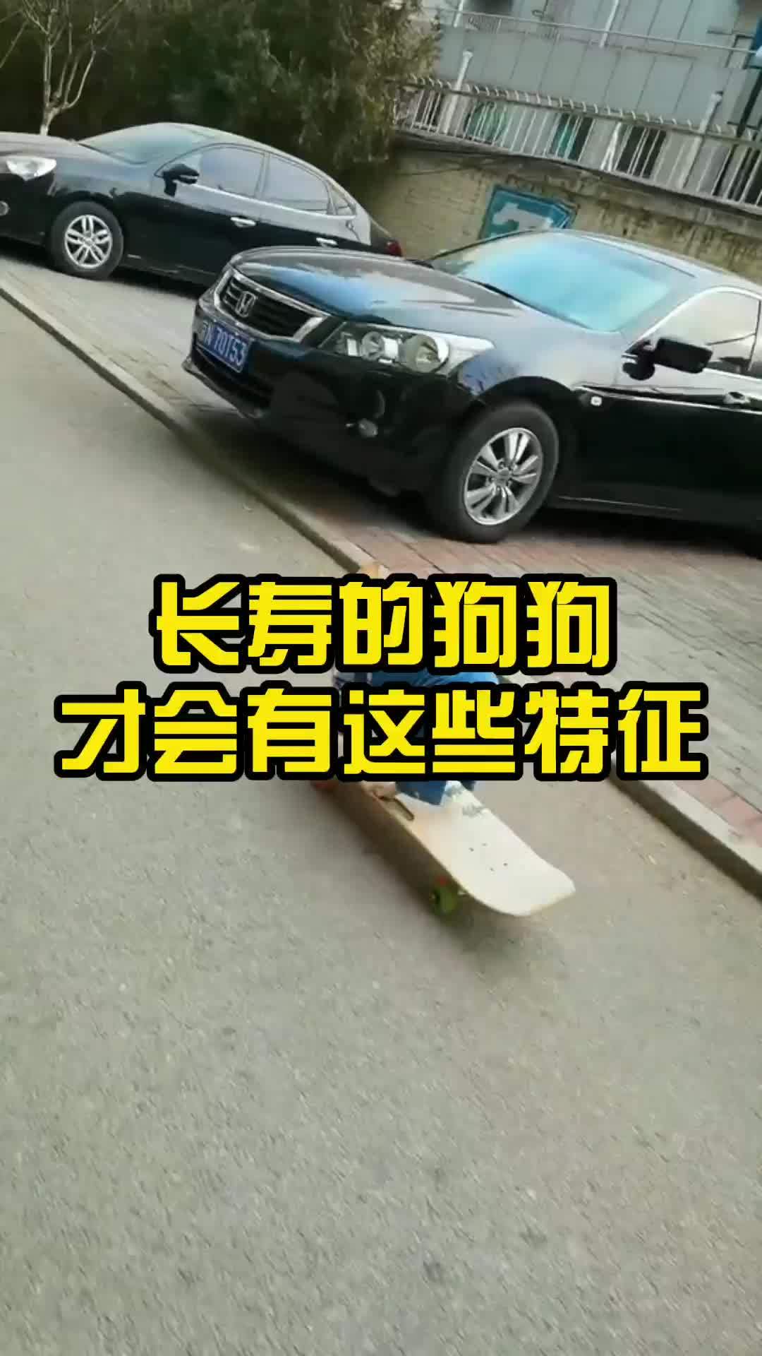 长寿的狗狗才会有的特征,你知道吗萌宠宠物知识狗狗