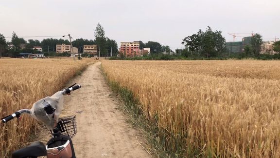 中原粮仓麦子成熟,许多年没有站在田间地头好好看看生长中的麦子