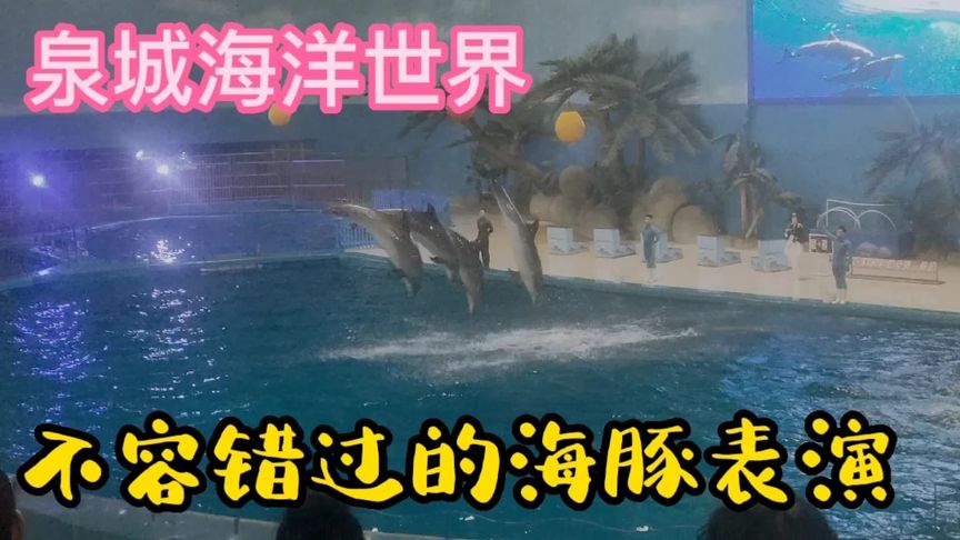 阵容最大的海豚表演,对人类的指令完成的整齐划一,太懂事了!