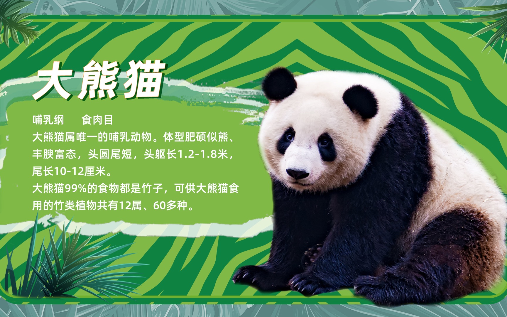 《大咖直播秀》第四期 王万民老师带你走进大熊猫的世界