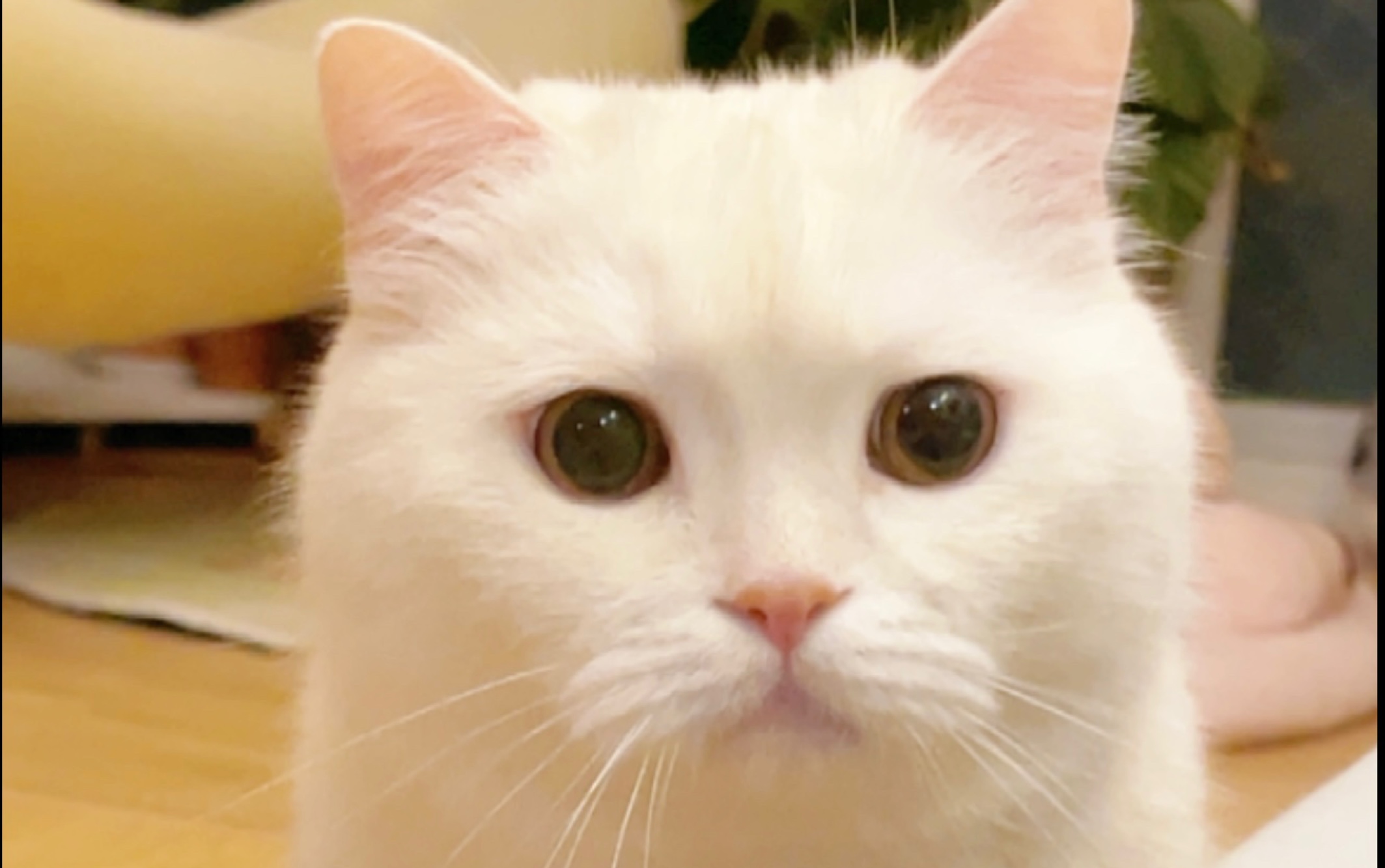 猫咪信任度测试!你也太随便了吧?