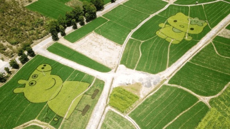 用稻田作画?还有这种操作,农民伯伯:这个可以有!