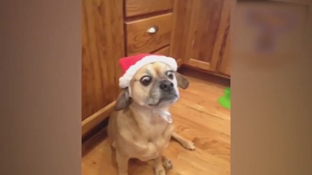 可爱的宠物狗,像个雕塑一样一动不动,真是太好玩了!