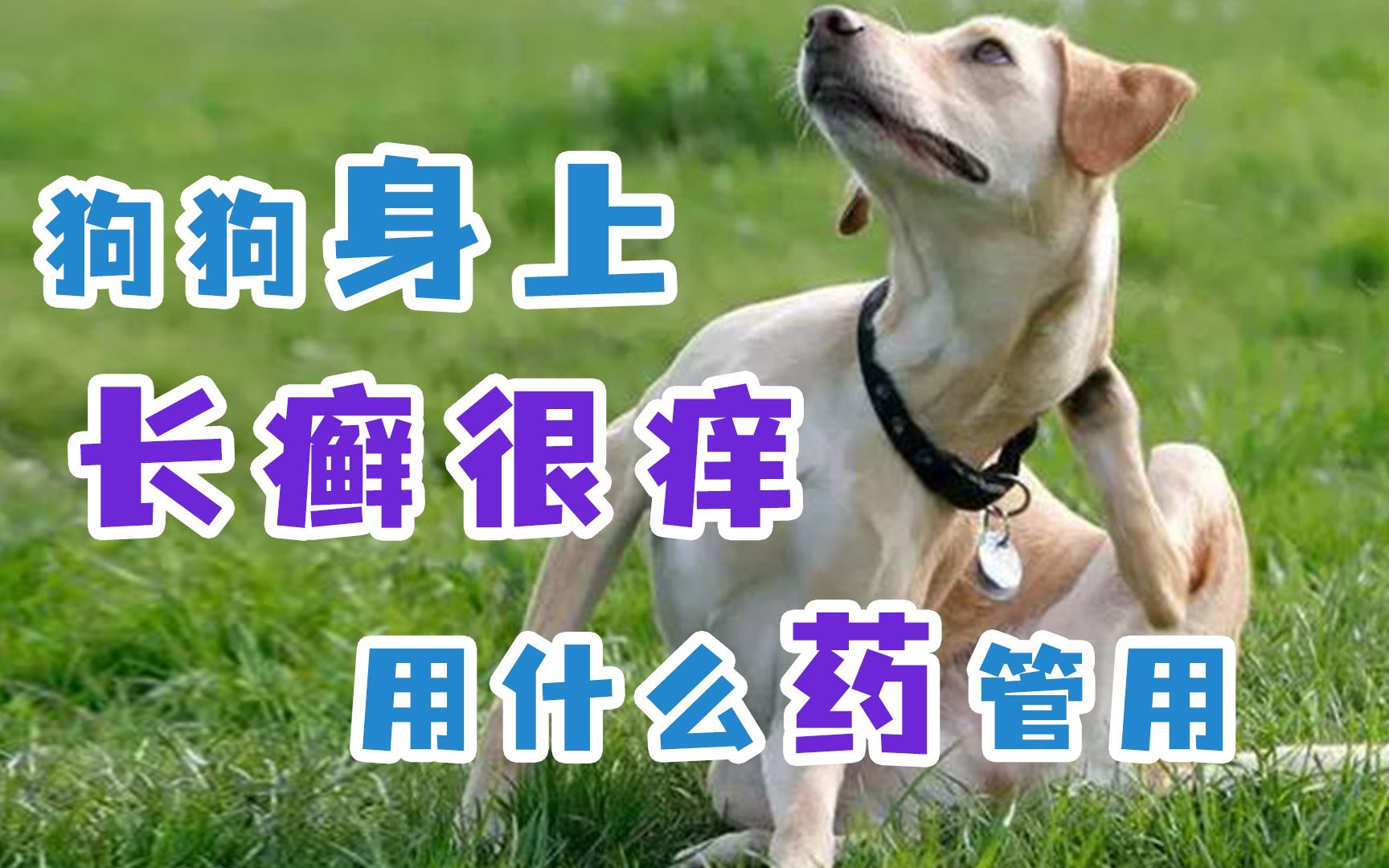 狗狗身上长癣很痒用什么药管用