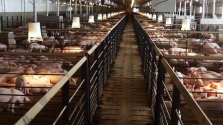 都说养猪赚钱,那在农村养猪能赚多少钱?答案超乎你想象