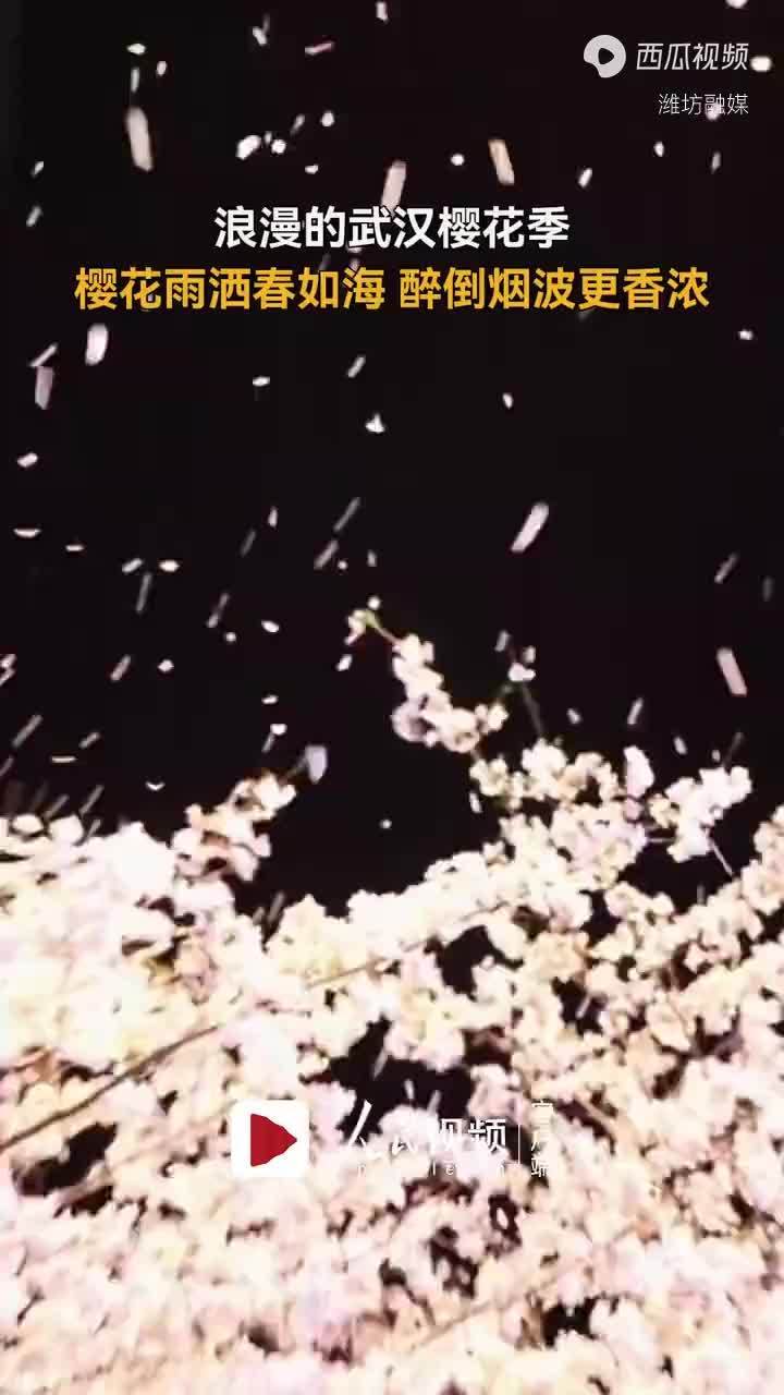 浪漫的武汉樱花季