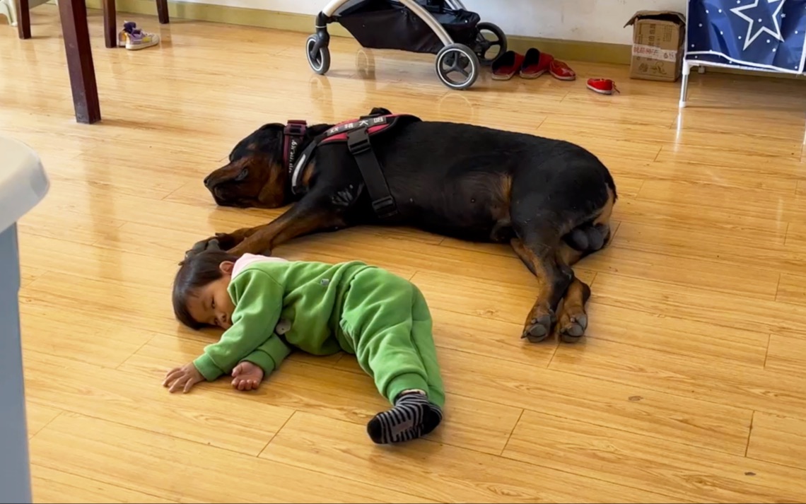 小孩天天在家模仿狗狗,没想到狗子才是背后大神,整得宝妈崩溃!