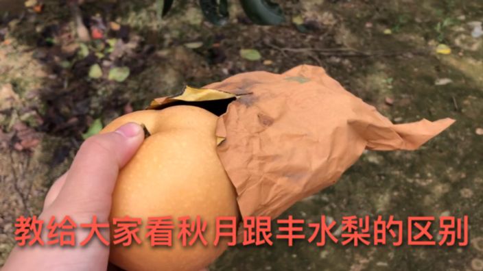 采摘最后一点秋月梨,顺便科普一下怎么辨别秋月梨跟丰水梨