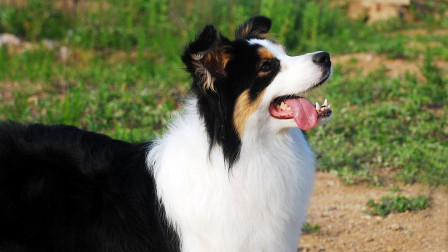 世界上最厉害的狗,一分钟就能打败藏獒,竟长得这么萌