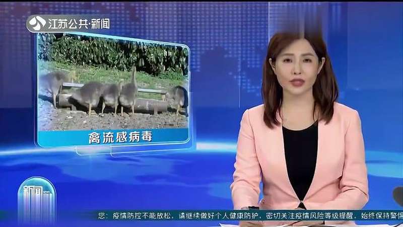 日本发现高致病性禽流感病毒