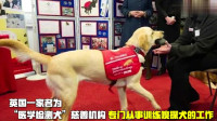 英国训练狗来嗅出新冠病毒?小儿科,他们的狗还开过飞机!