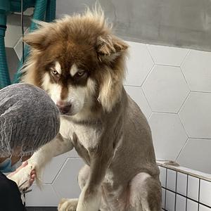 阿拉si十二 
