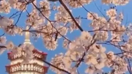 武汉的樱花开了,一定和往年一样美