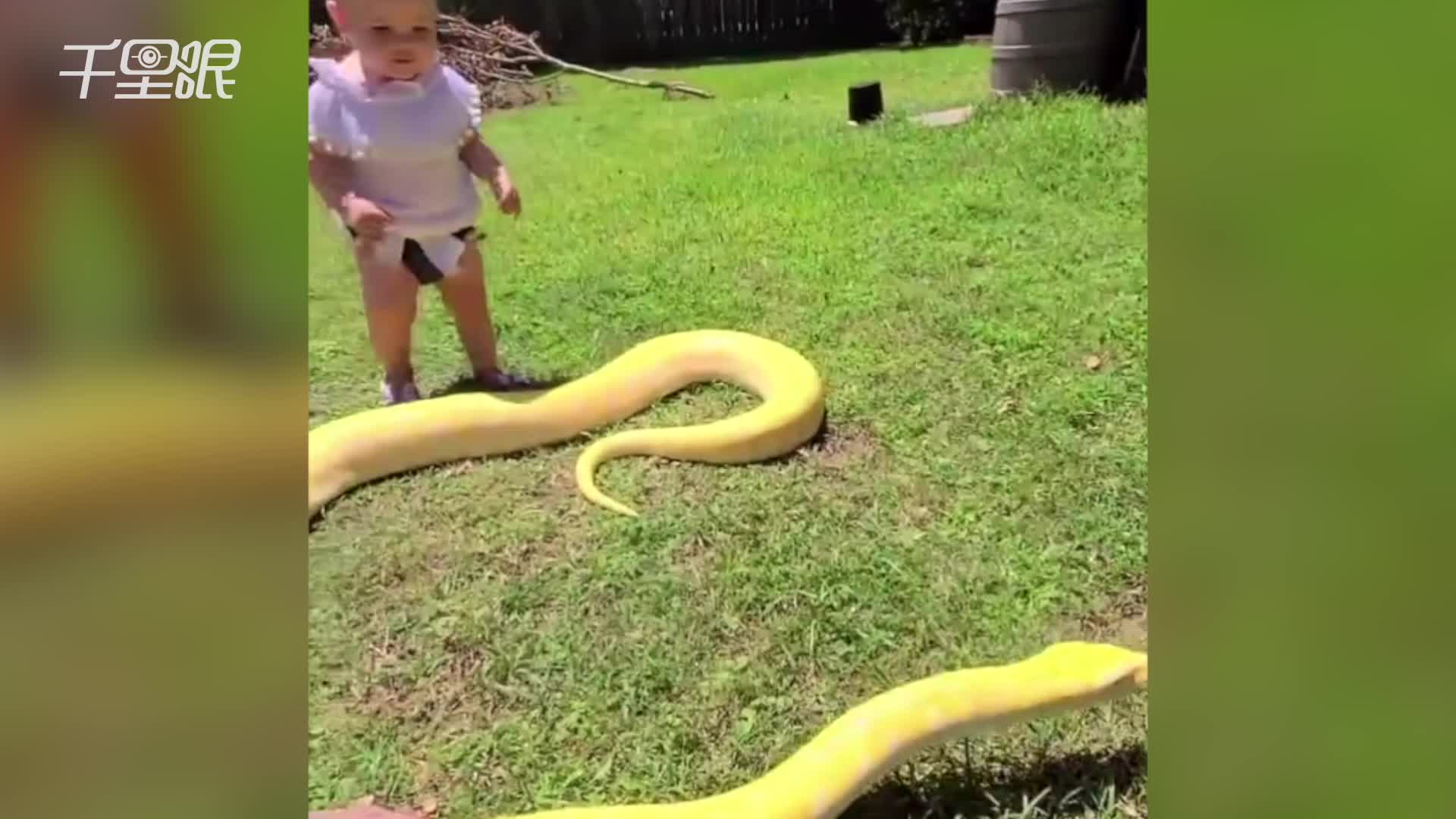 主人家中养蟒蛇草地上晒太阳 小宝宝淡定与其玩耍