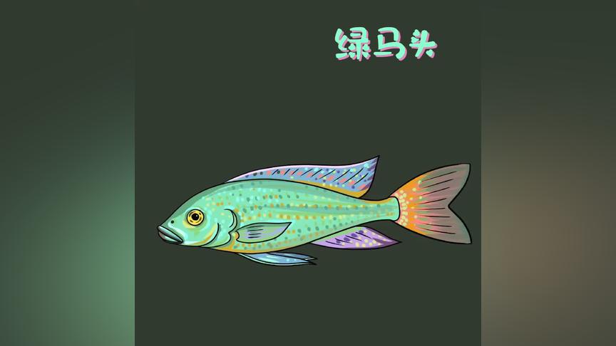 #简笔画教程 #奇妙的动物 #年年有鱼 画一条来自马拉维湖的大慈鲷
