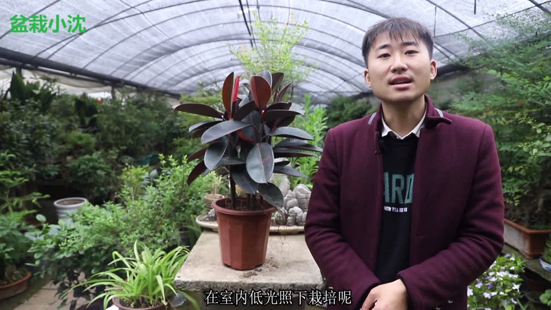 盆栽小沈:黑金刚的种植及养护方法!