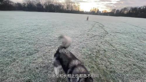 世界上最凶猛的狗,连藏獒都甘拜下风,真有这么厉害吗?