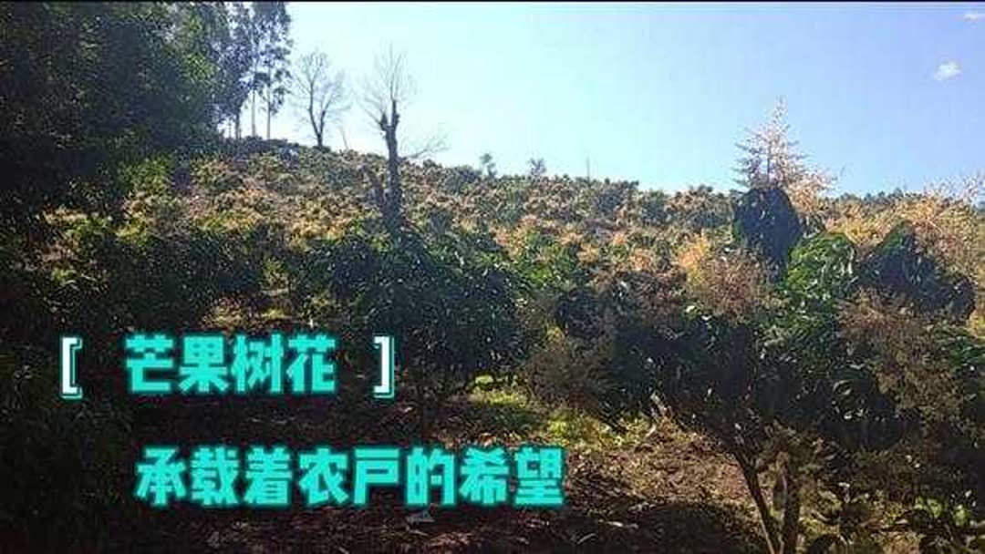 漫山遍野的芒果树花,承载着农户的希望,无奈市场太残酷